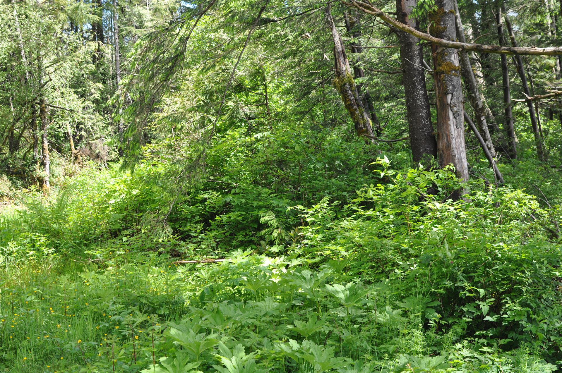 Locations Hub - Bahokas Peak